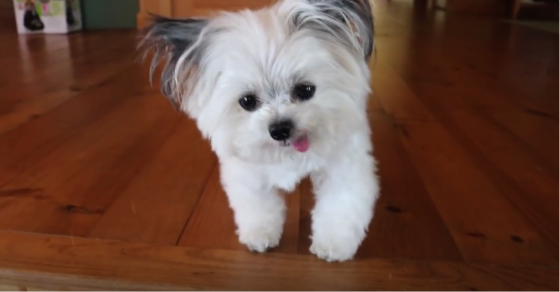 Meet a Cute Puppy Who Really Loves Cheese