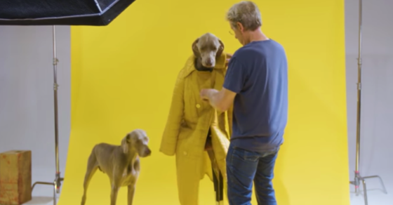 This Artist and His Dogs Help People Embrace the Absurd