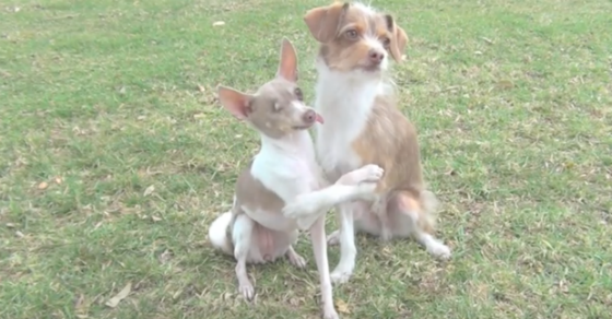 This Adorable Dog Trio Shows Off Their Brains, Obedience, and Dancing ...