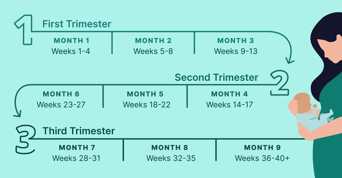 Pregnancy in Trimesters, Months, and Weeks - Dario Connect