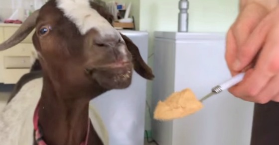 Try Not to Laugh as You Watch This Goat Savor a Spoonful of Peanut Butter