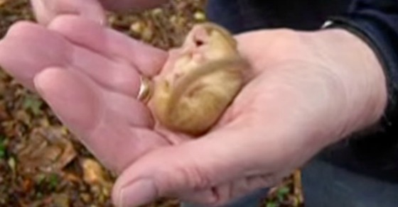 Somehow, Snoring Makes this Animal Even Cuter